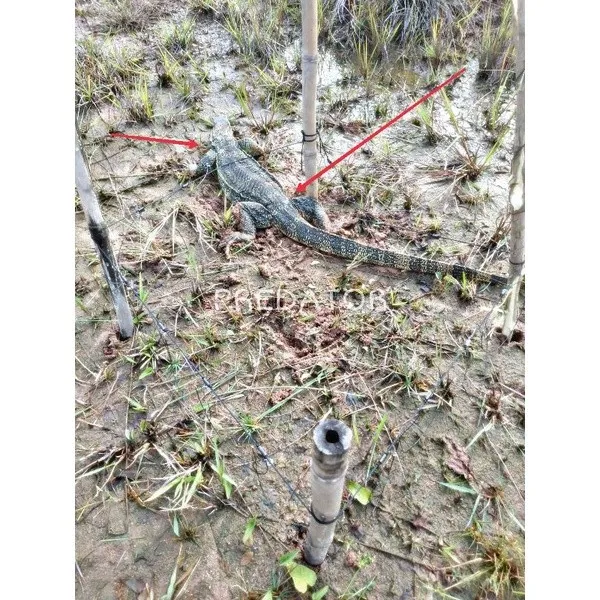 Jerat Biawak Jebakan, bisa juga untuk musang, berang-berang, garangan ...