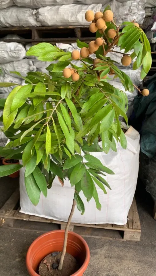 Longan Tree In Pot