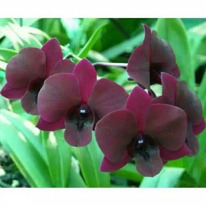 ANGGREK DENDROBIUM BERMISS RUBY | Lazada Indonesia