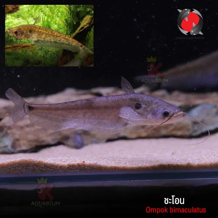 ปลาชะโอน (Ompok Bimaculatus) ปลาสวยงาม ปลาแม่น้ำ เลี้ยงง่าย คัดเกรด ...