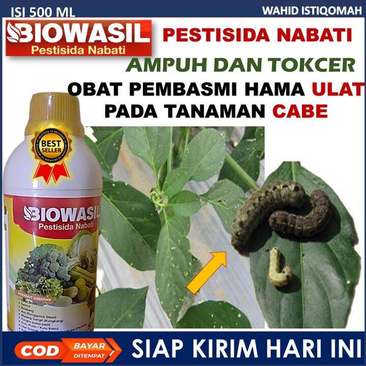 (PROMO COD) Obat Hama Wereng Cabe Paling Ampuh Sudah terbukti mampu ...