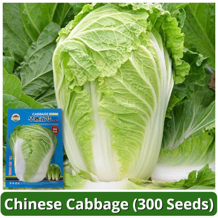 High Yield Chinese Cabbage Seeds (300 Seeds) Early-maturing Chinese ...