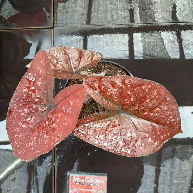 UMBI ORIGINAL Caladium dark chocolate(bibit caladium Riny Importir ...