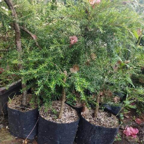 Bibit Tanaman Ujung Atap / Jungrahap bahan Bonsai dan obat herbal ...