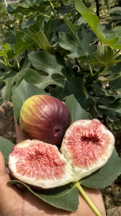 BUAH TIN/ARA FRESH manis 350gr | Lazada Indonesia