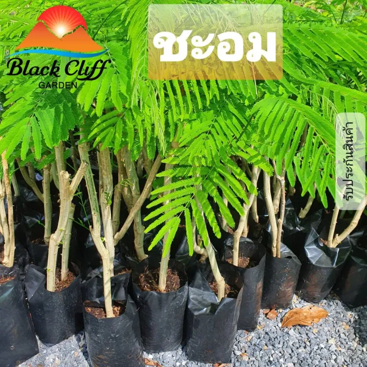 ต้นชะอม ชะอม กิ่งพันธุ์ ต้นไม้ ไม้ผล ต้นพันธ์ เมล็ดพันธ์ พันธุ์ไม้ ไม้ ...