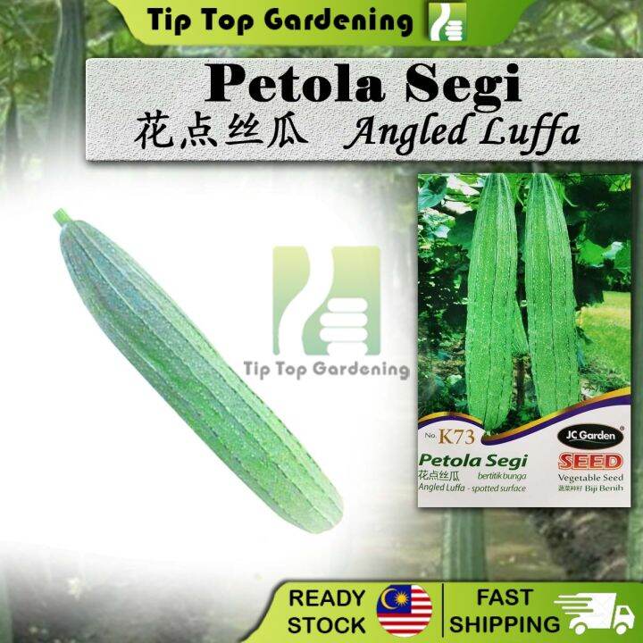 K73 ANGLED LUFFA JC GARDEN BIJI VEGETABLE SEED BIJI BENIH PETOLA SEGI ...