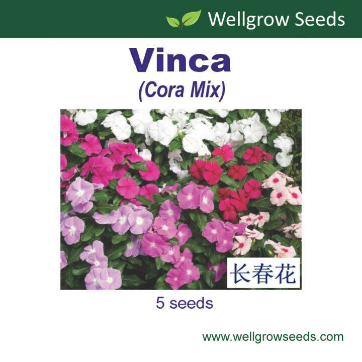 Flower Seeds : Vinca Upright Cora Mix (5 seeds) Periwinkle | Lazada