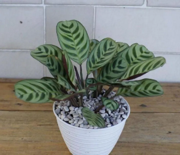 tanaman calathea stromata / maranta ekor merak / chalathea burle marx ...