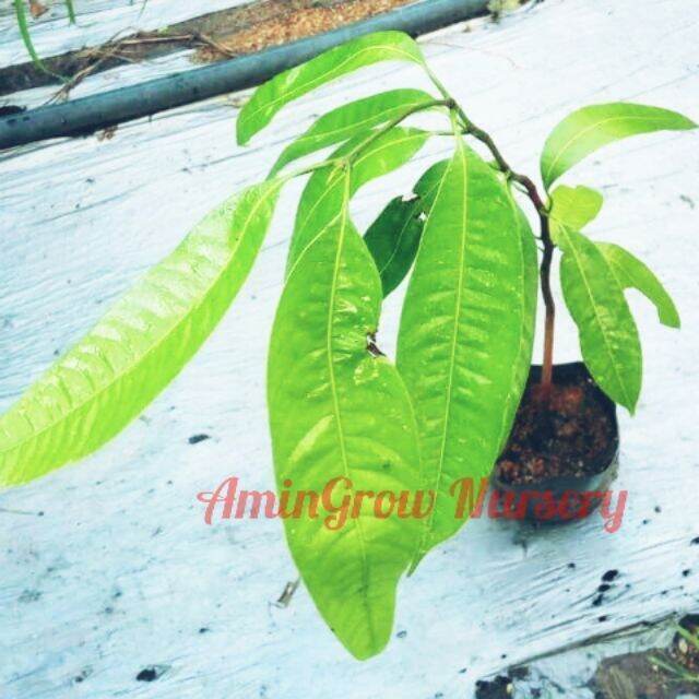 AminGrow- 🌱Anak pokok Setar/kundang besar/remia besar (Bouea ...