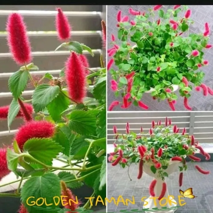 Tanaman gantung cemerlap bunga bulu | Lazada Indonesia