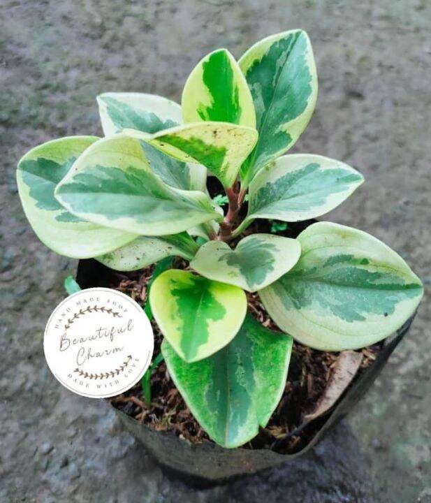Peperomia Obtusifolia Variegata (Baby Rubber Plant) with FREE plastic ...