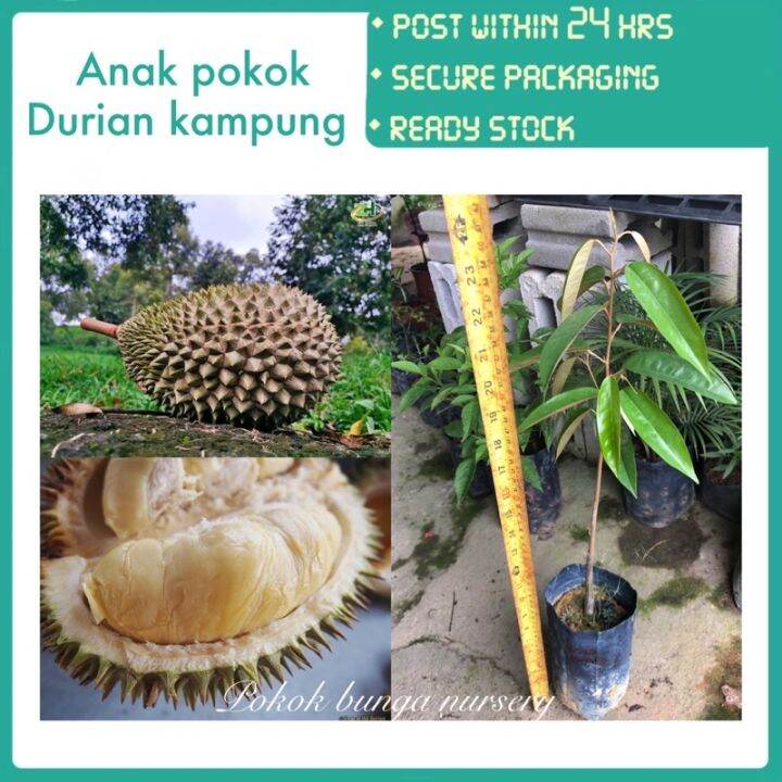 PBN - anak pokok durian kampung - pokok bunga nursery tanaman fruit ...