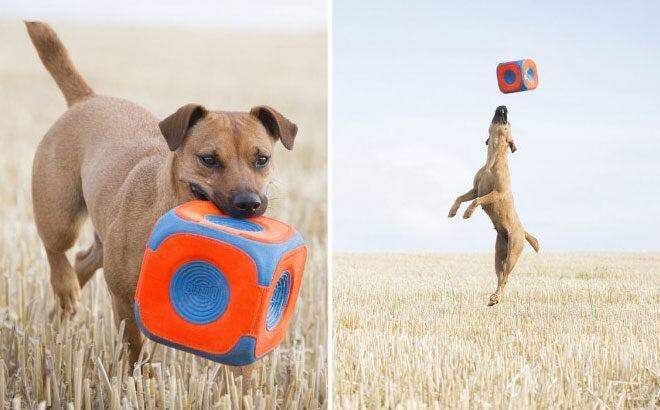 Chuckit! Chuckit Kick Cube Dog Toy | Lazada PH