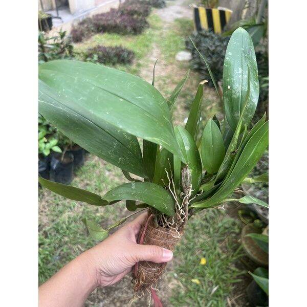 Rare Wild Waling Waling and Rare Banana Orchids | Lazada PH