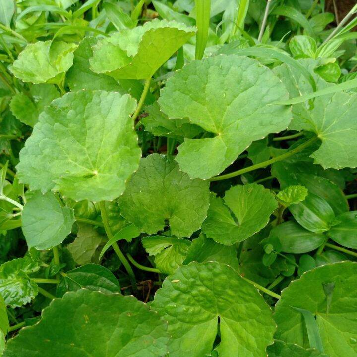 PROMO-Daun pegagan segar-Daun antanan-Sayur sehat daun pegagan ...