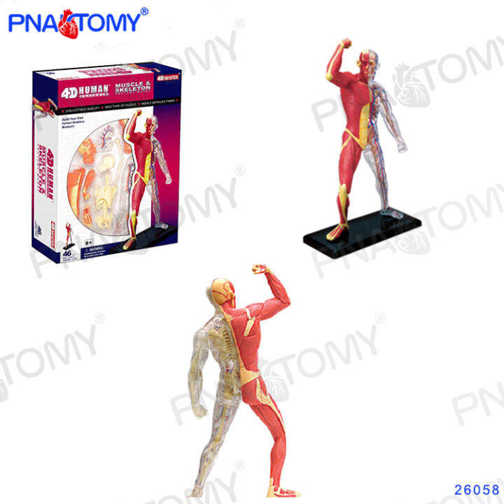 Mini Human Detachable Muscular Figure MODEL 46 Parts 4D MASTER HUMAN ...