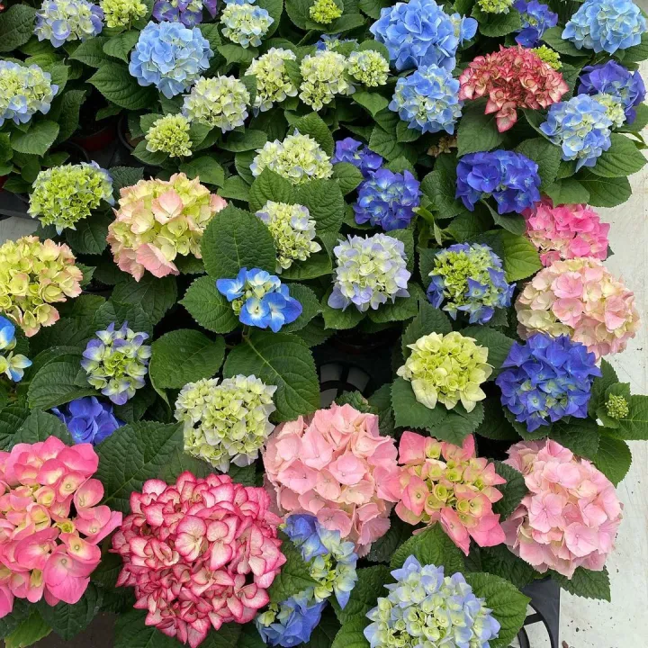 TANAMAN HIAS BUNGA HORTENSIA HIDUP TANAMAN HIDUP BUNGA BORONDONG BUNGA ...