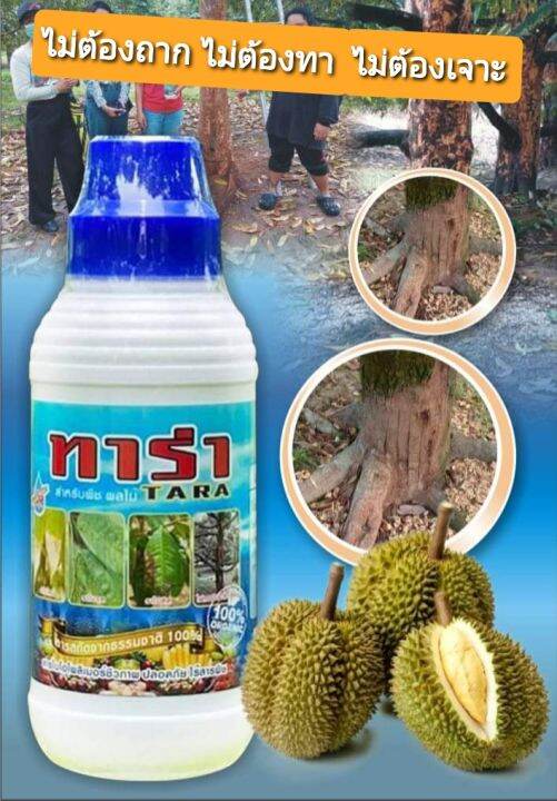 ทาร่า(Tara) สารอินทรีย์ป้องกัน ยับยั้ง เชื้อราทุเรียน และไม้ผลทุกชนิด ...