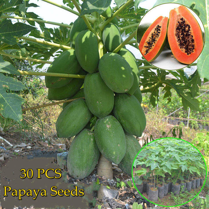 Buy Three Get Five (Not Plants) [Quick Delivery] 100% Original Dwarf ...