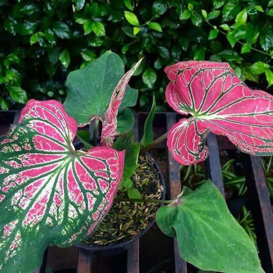 pohon tanaman hias keladi wayang pohon keladi wayang | Lazada Indonesia