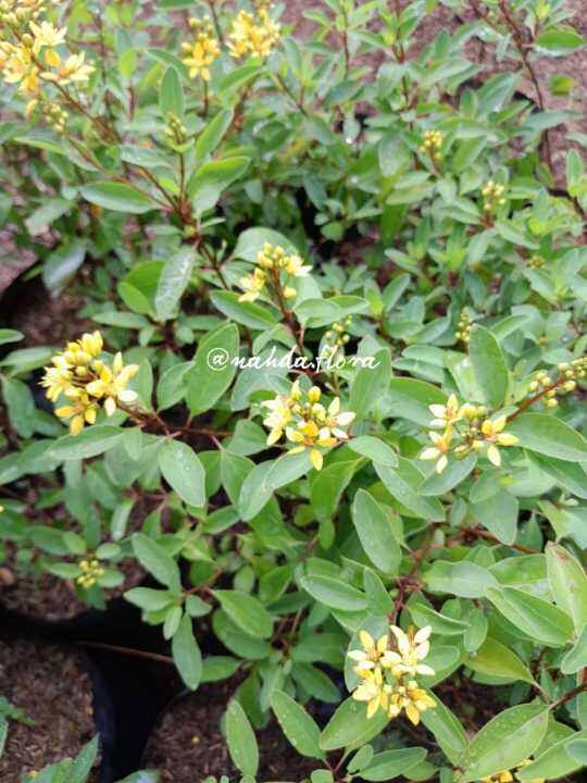 Bibit Pohon Bunga Hujan Emas - Tanaman Hias Hujan Mas - Galphimia ...