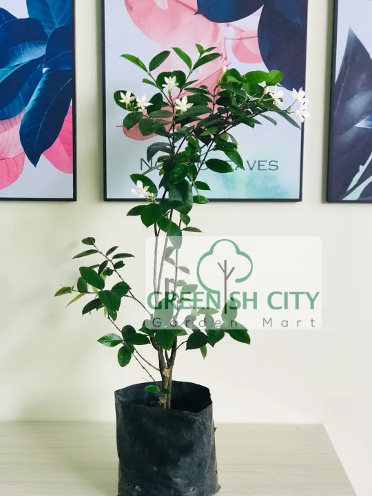 GNC - Jasmin Thai Live Plant Pokok Outdoor Bunga Melur Hiasan Landscape ...