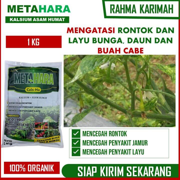 PUPUK Pengendali Penyakit Layu dan Rontok Bakteri Cabe / Cabai Semprot ...