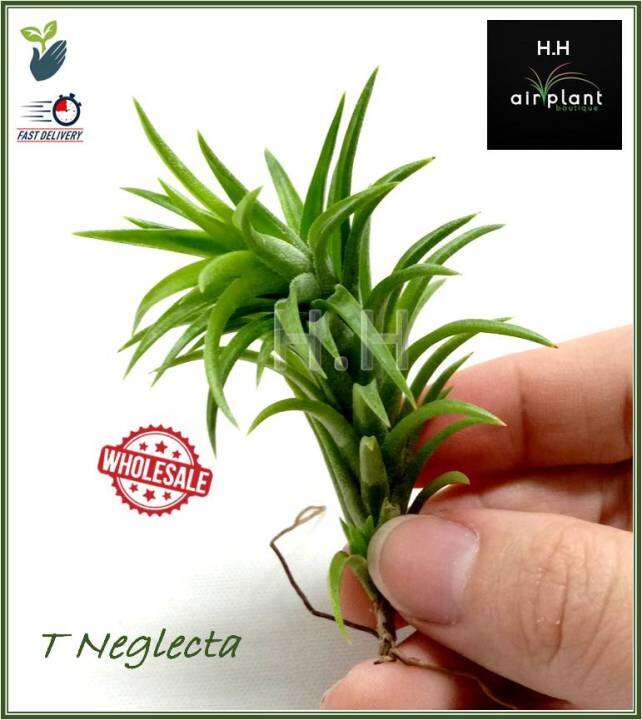 Air Plant Tillandsia Neglecta Airplant 空气草 空气凤梨 无土植物 | Lazada