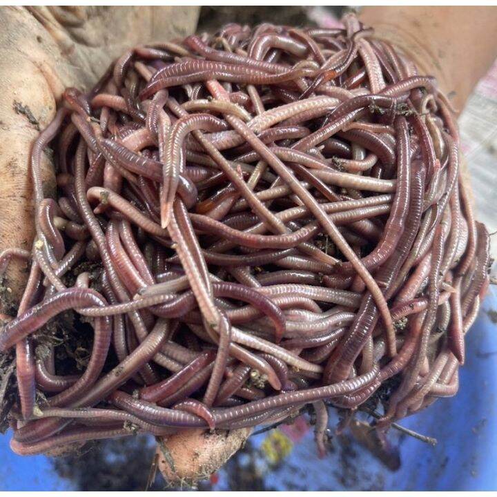 Compost Organic Fertilizer African Night CrawlerBaja African Cacing ...