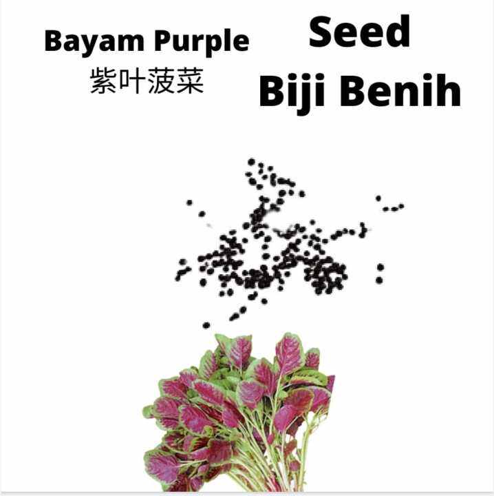 Bayam Daun Purple Leaf Spinach紫叶菠菜种子 Biji Benih Vege Sayur sayuran ...