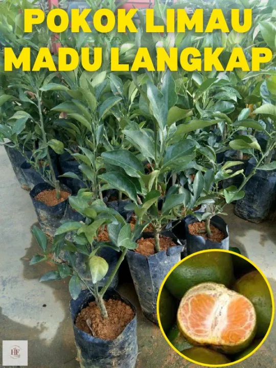 Pokok Limau Madu Langkap Limau Langkat baja subur buah manis | Lazada
