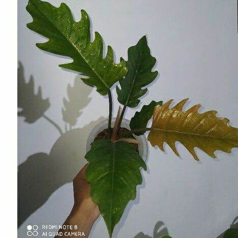 philodendron caramel marble / philo caramel variegata indukannya ...