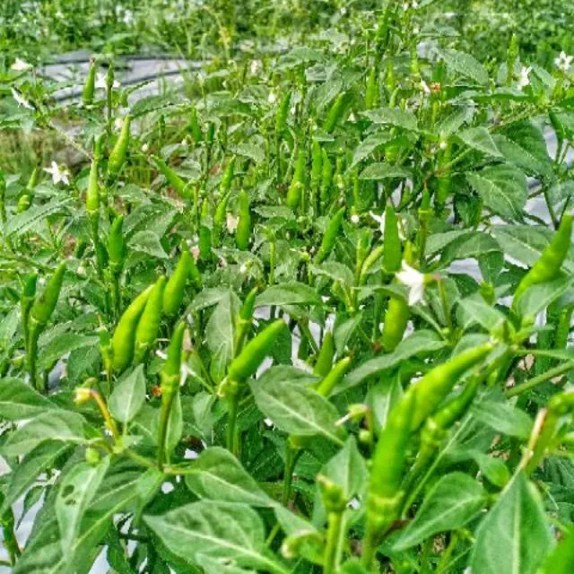 🔥Ready Stock🔥Biji Benih Cili Padi/ Cili Api/Birds Eye Chili/Cili Siam ...