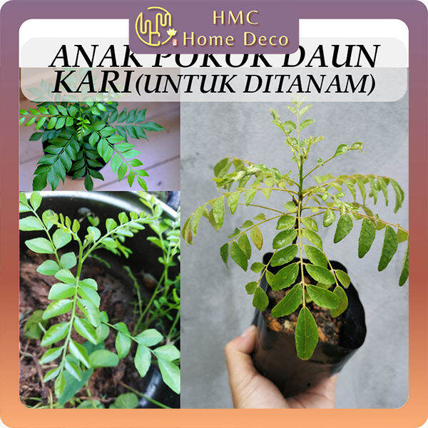 Anak Pokok Daun Kari Untuk Ditanam Pokok Hidup Real Live Plant Curry ...