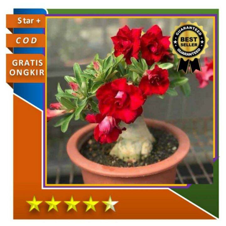 ADENIUM BUNGA TUMPUK GRAFTING/ OKULASI | Lazada Indonesia