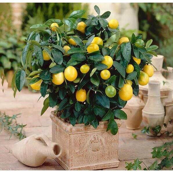 เมล็ดมะนาวสีเหลือง ต้นผลไม้ 20 PCS Lemon Bonsai Lemon Tree Seed Rare Fruit Tree for Home Garden ...
