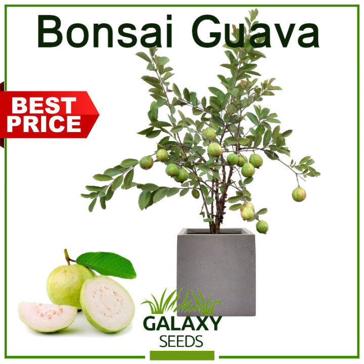 [Galaxy Seeds] Bonsai Guava Seeds for Planting Vegetable Plants (20 ...