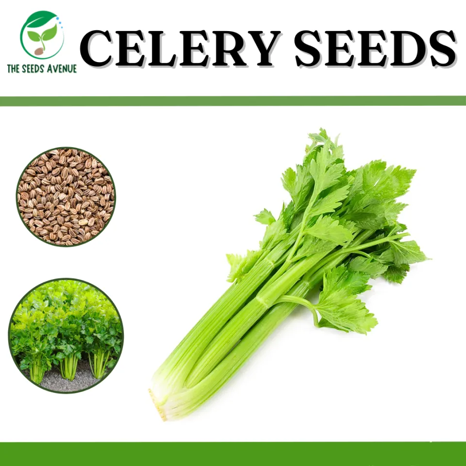 Parsley Seeds In Telugu