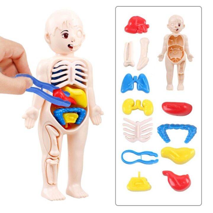 NGDUNKEN 3D Puzzle Creativity Kids Human Body Doll Assembled Toy ...