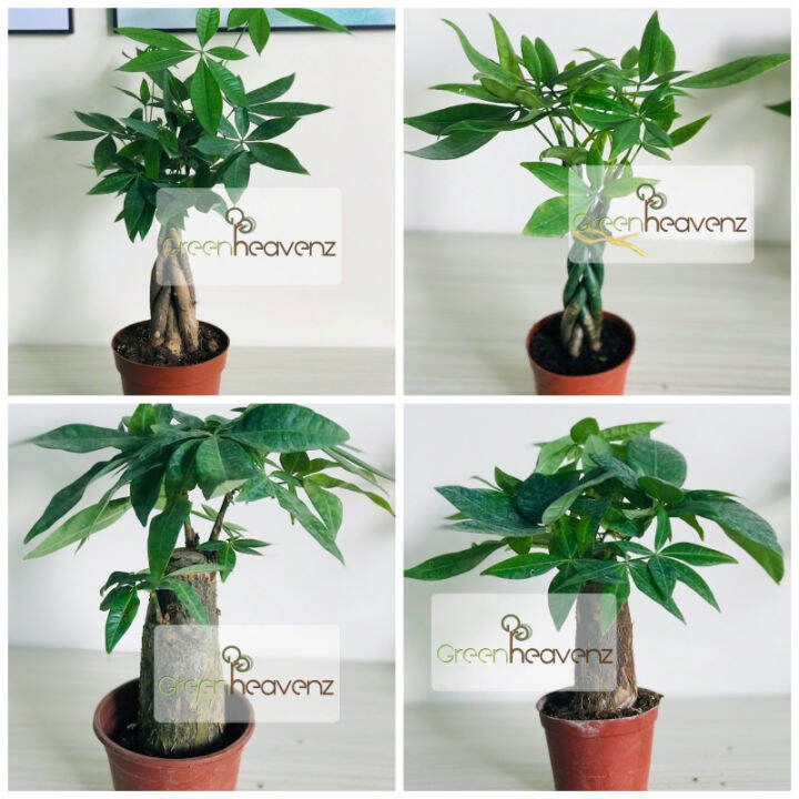 GHZ Pachira Plant|Pachira QQ|Pachira Tree Head|Pachira Single Stem ...