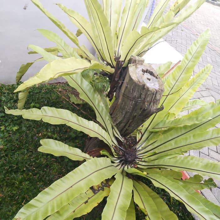 Tanaman Kadaka | Lazada Indonesia