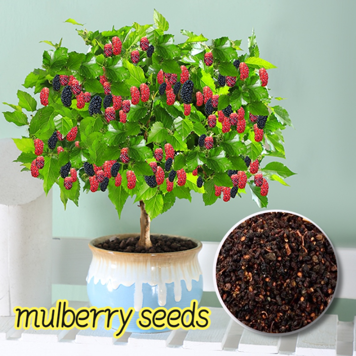 🌱ปลูกง่าย🌱 เมล็ดสด 100% เมล็ดพันธุ์ ต้นหม่อน บรรจุ 200 เมล็ด Mulberry Seed Fruit Seeds for ...