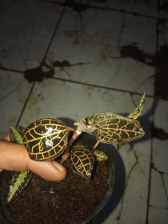 anggrek permata merah | Lazada Indonesia