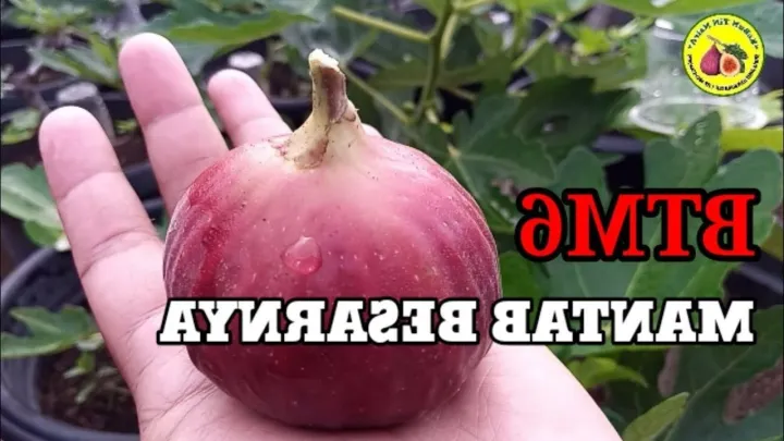 ต้นมะเดื่อฝรั่ง Figs ต้นฟิกส์ สายพันธุ์ japan BTM6 ต้นกล้า รากแน่นๆ พร้อมให้ผลไม่เกิน 6 เดือน ...