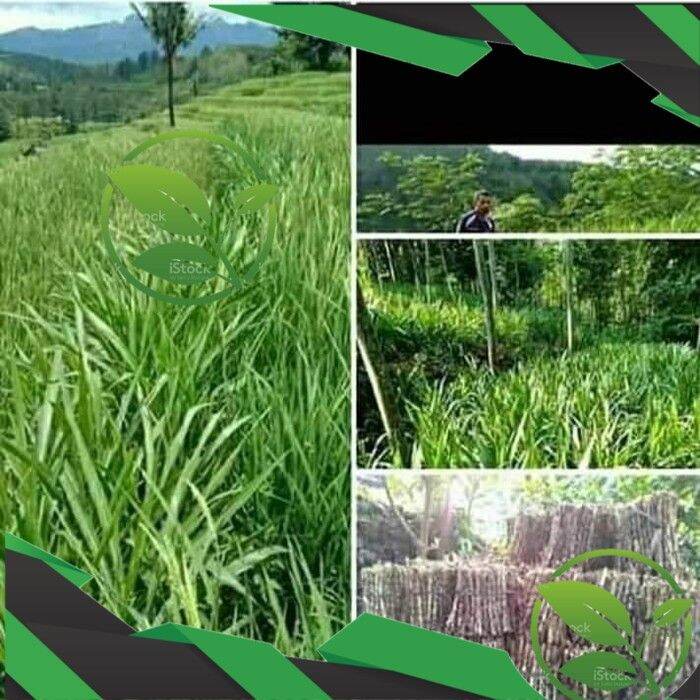 Rumput Odot Bibit | Rumput Odot Kambing | Rumput Odot Super 1 kg ...