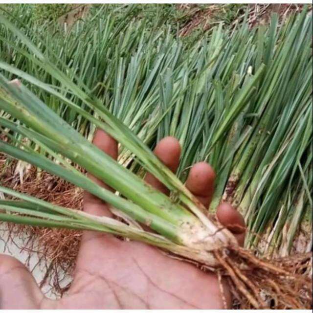 Rumput vetiver pencegah longsor penahan erosi rumput herbal akar wangi ...