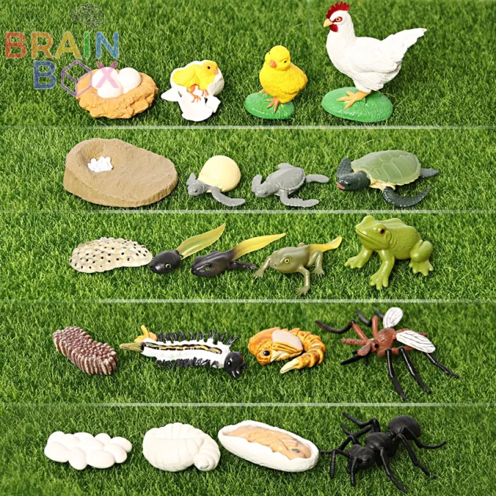 Brain Box Frog Animal Life Cycle Educational toys for kids | Lazada PH