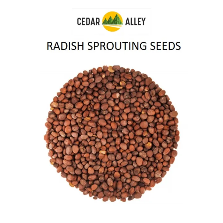 Radish Sprouting Seeds 1 Kilo Big Pack | Lazada PH
