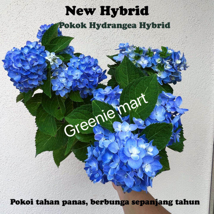 (Hybrid Terbaru // Rajin berbunga) /Bunga Tiga Bulan / Siti Zubaidah ...